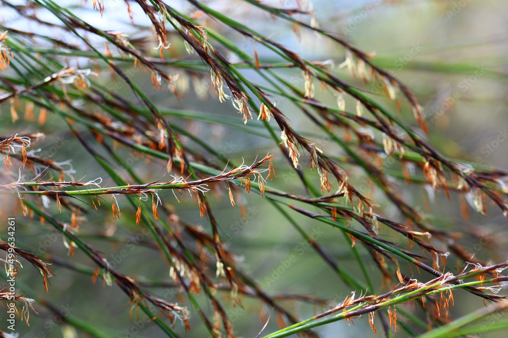 Stems and flowers of the Australian native Thick Twist Rush, Caustis ...