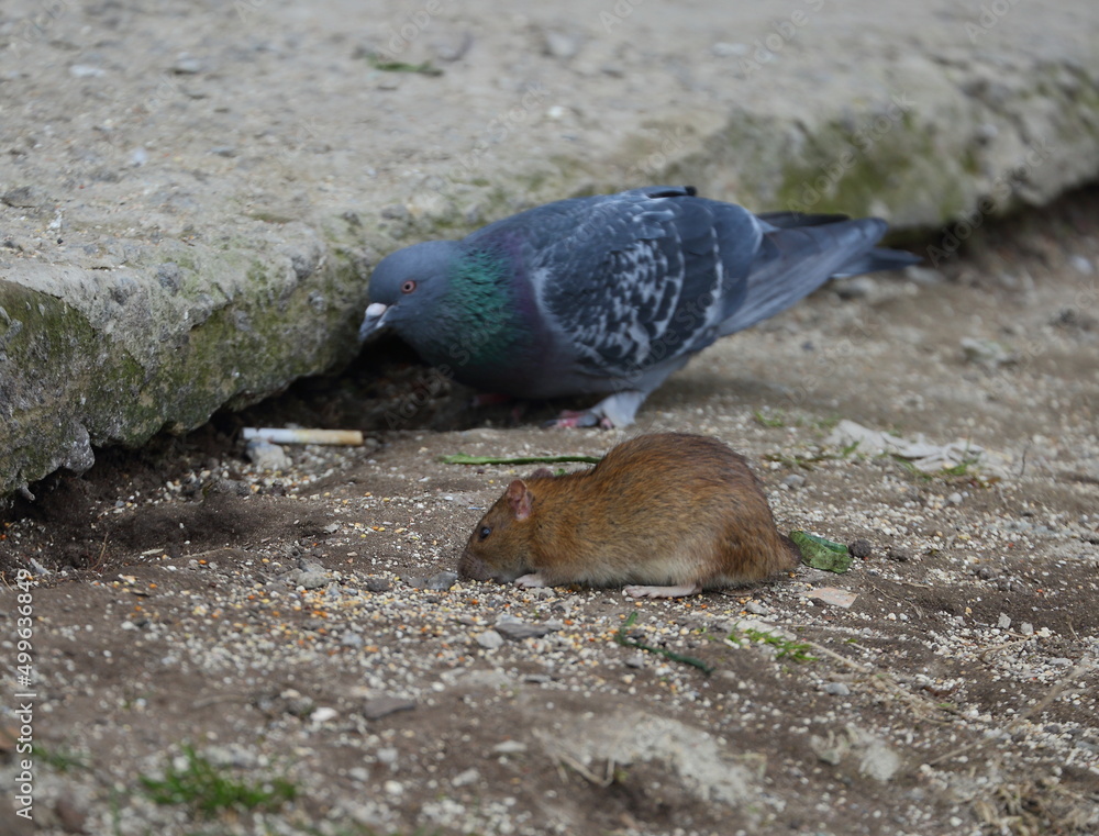A rat and a pigeon eat bread crumbs next to a rat hole фотография Stock ...