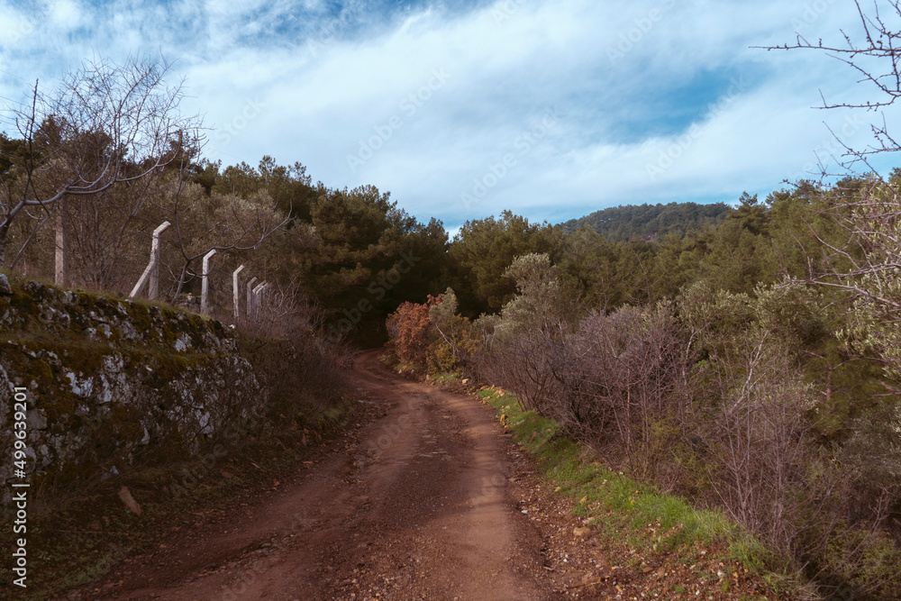 path in the woods, summer time , peaceful tracking road at island Stock ...