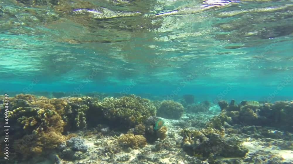 Parrot fish feeding among the scattered corals and sand patches in the ...