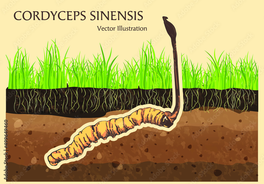 Cordyceps Sinensis