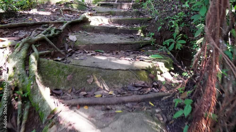 Slowly move at the staircase with banyan tree root and leaves vídeo do ...
