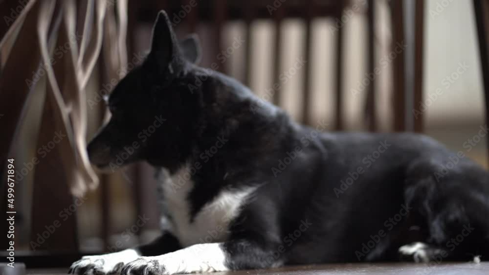 A black old mutt on a dark background in the room. A beautiful half ...
