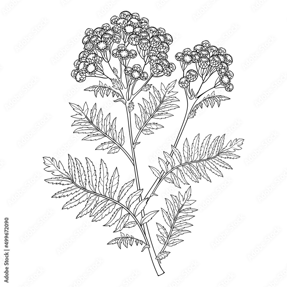Branch of outline medicinal Tansy (Tanacetum vulgare) flower with buds ...