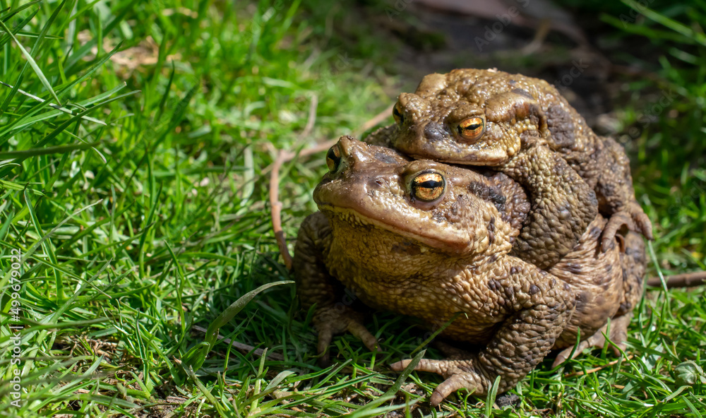 mating toads in spring, a pair of male and female toads on the grass ...