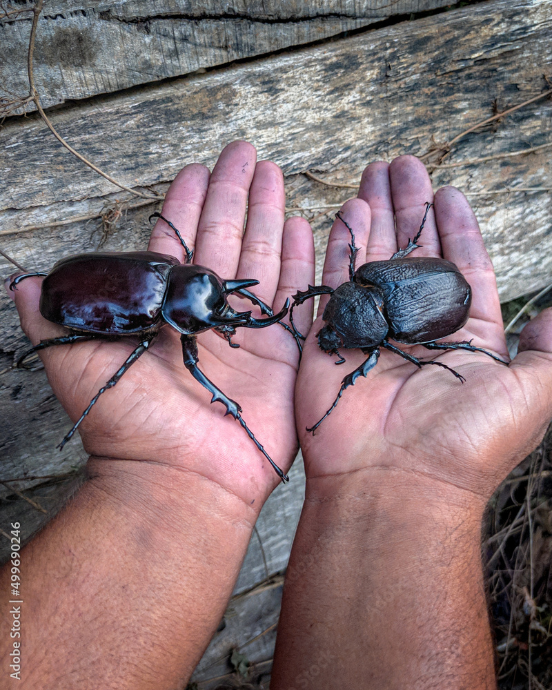 Besouro elefante/Megasoma elephas Stock Photo | Adobe Stock