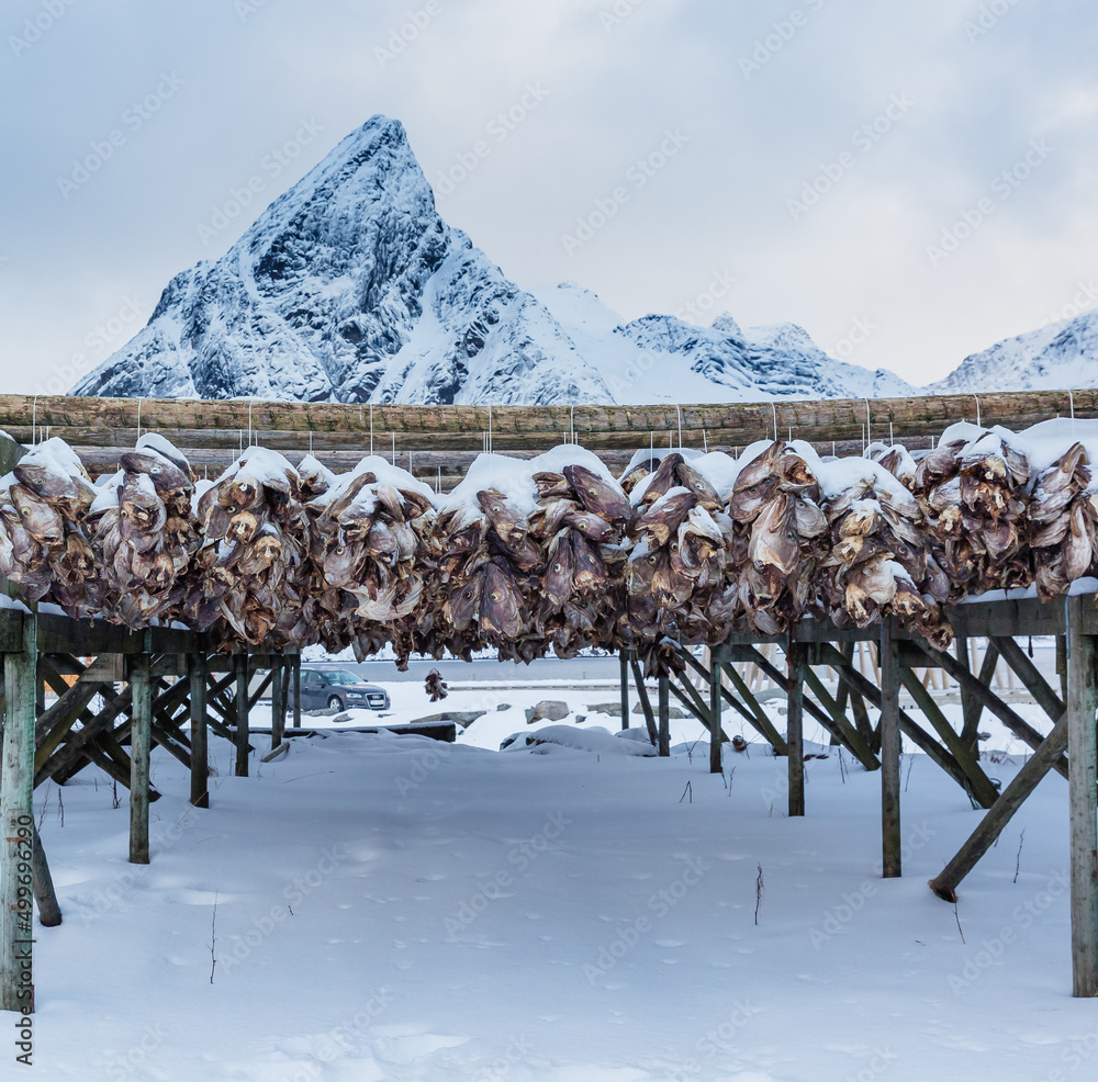 drying fish heads on the Lofoten islands, in Norway Stock Photo | Adobe ...