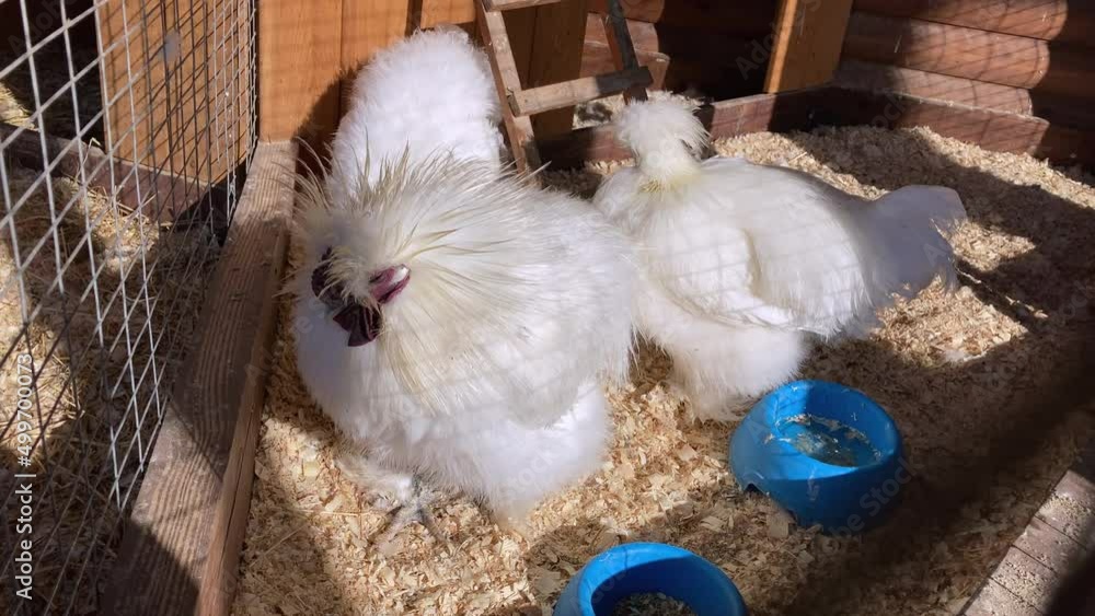 Two chinese silk aboriginal (fluffy) chicken small white sit in a ...