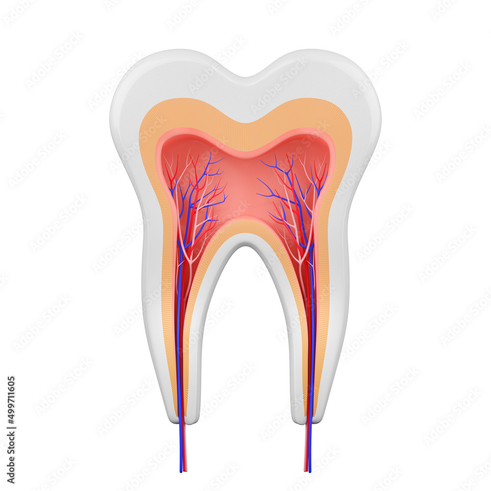 The structure of a human tooth in section. Anatomy of a molar tooth ...