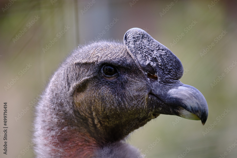Andean Condor (Vultur gryphus), impressive detailed portrait of the ...