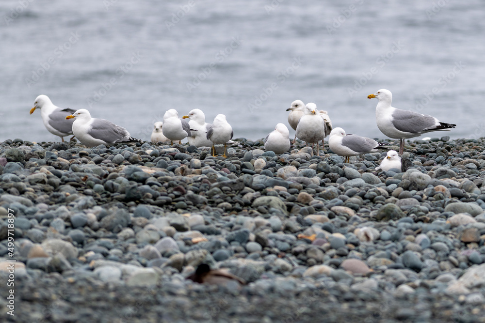A flock of gulls perched on a pebbled beach. The wild birds are white ...