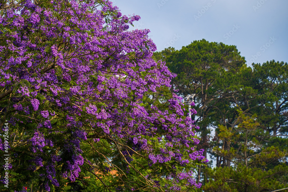Violet colored leaves of the Jacaranda Mimosifolia, a sub-tropical tree ...