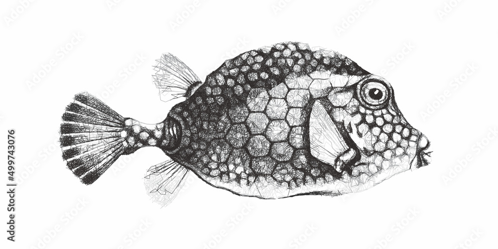 Smooth trunkfish or Lactophrys triqueter. Doodle sketch. Vintage vector ...