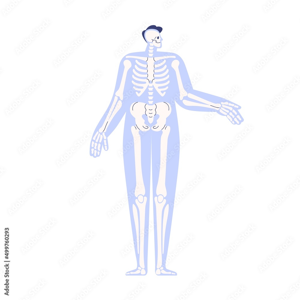 Skeleton anatomy in human body. Internal skeletal system with bones ...