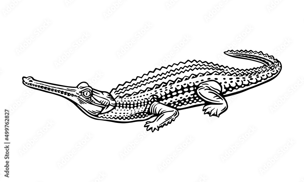 Gharial on white background , vector, illustration logo, sign, emblem ...