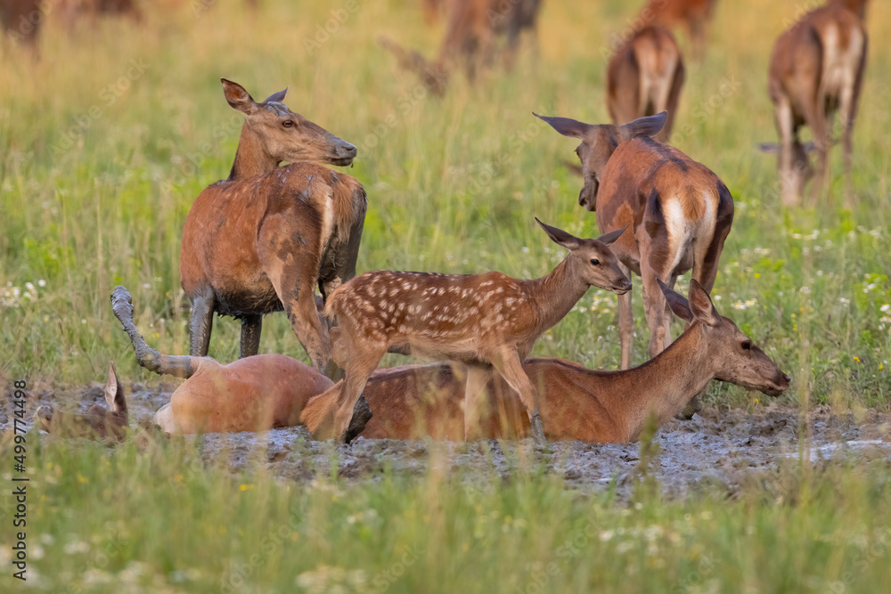 Red deer, cervus elaphus, hind and fawn lying in water and mud in ...