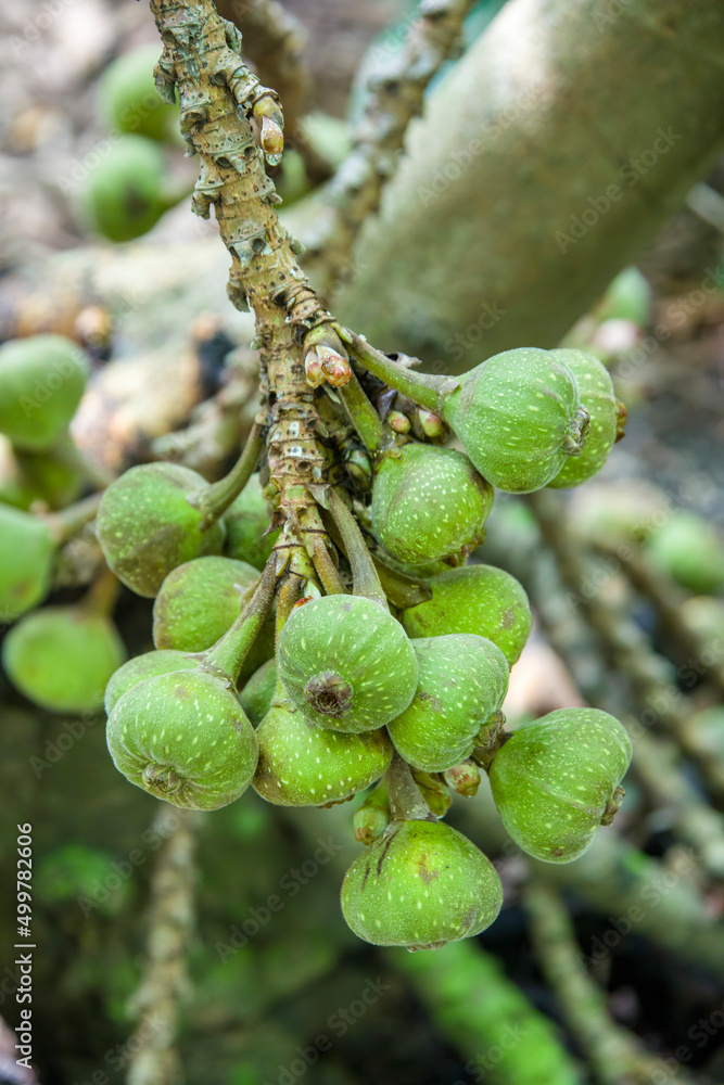The fruit of Ficus auriculata (Roxburgh fig), is a type of fig tree ...