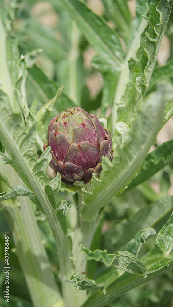 Alcachofa morada madurando en la planta e primer plano, Cynara scolymus ...