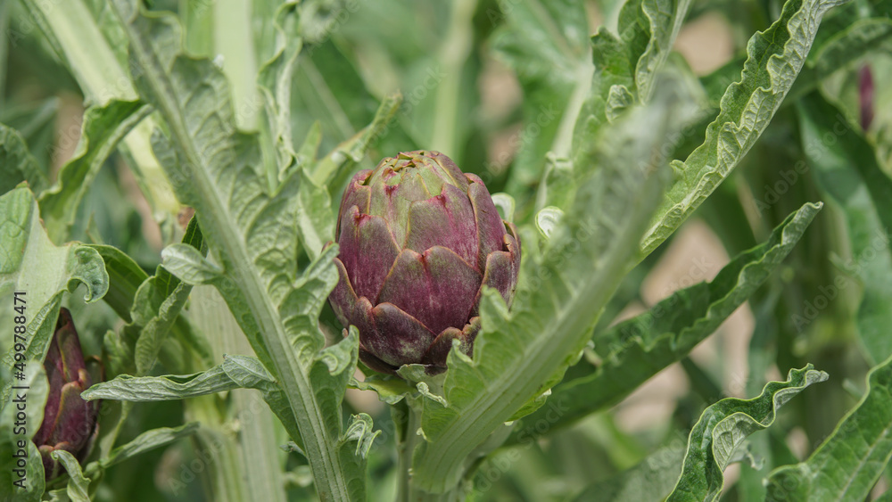 Alcachofa morada madurando en la planta e primer plano, Cynara scolymus ...