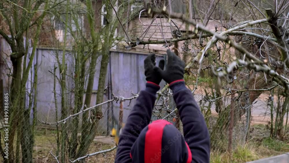 Gardener is trying to prune a branch tree but secateurs drops from his ...