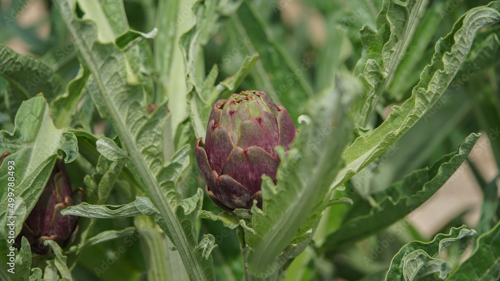 Alcachofa morada madurando en la planta e primer plano, Cynara scolymus ...