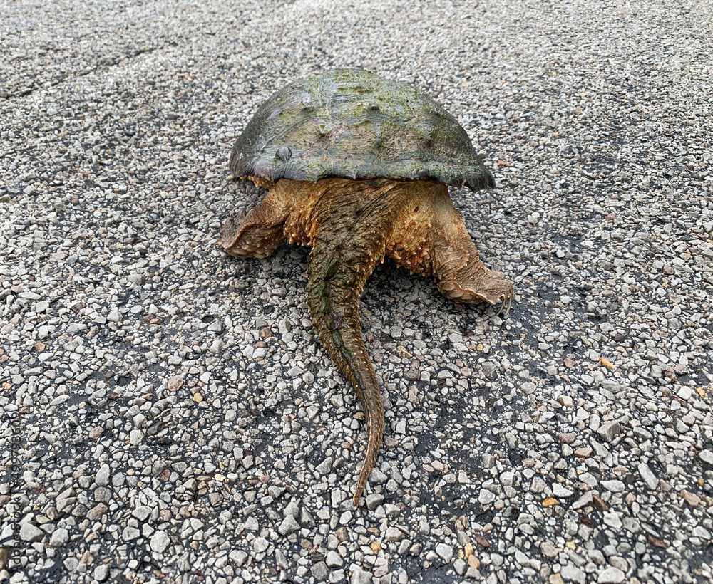 Snapping turtle, Chelydra serpentina back view of tail Stock Photo ...