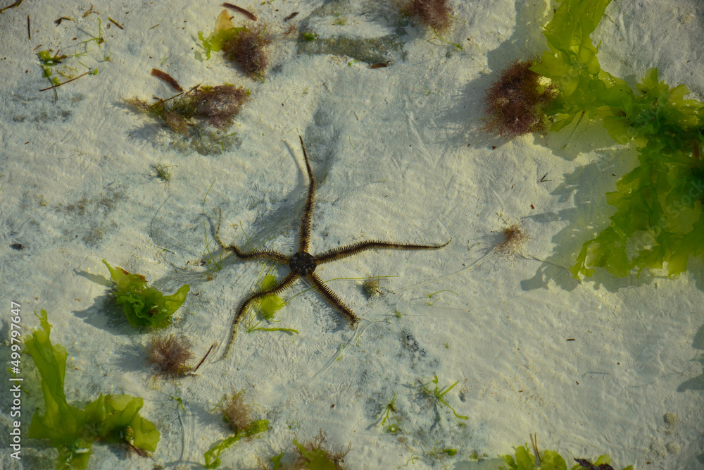 Foto de The bottom of the Indian Ocean with Brittle star ophiuroid and ...