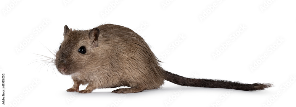 Young adult brown Gerbil aka Meriones unguiculatus. Standing side ways ...