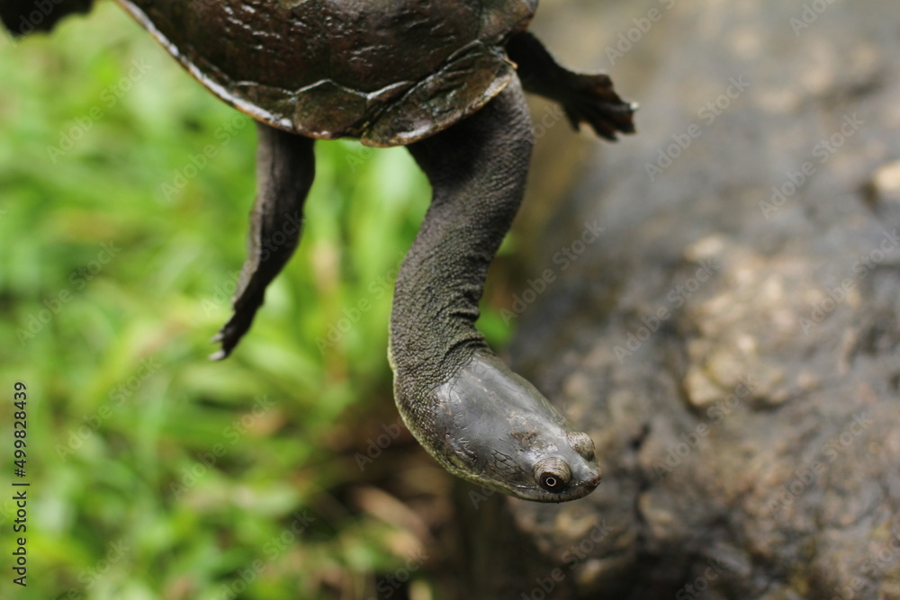 Snake-necked turtle is a critically endangered turtle species from Rote ...
