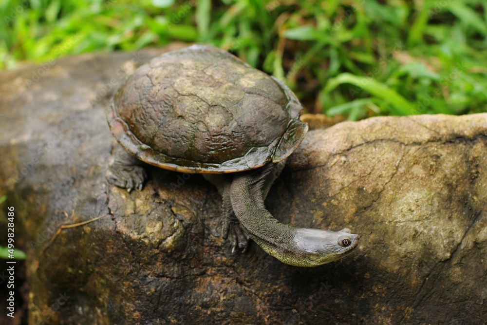 Snake-necked turtle is a critically endangered turtle species from Rote ...
