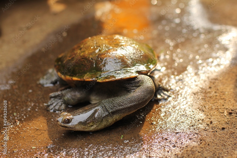 Snake-necked turtle is a critically endangered turtle species from Rote ...