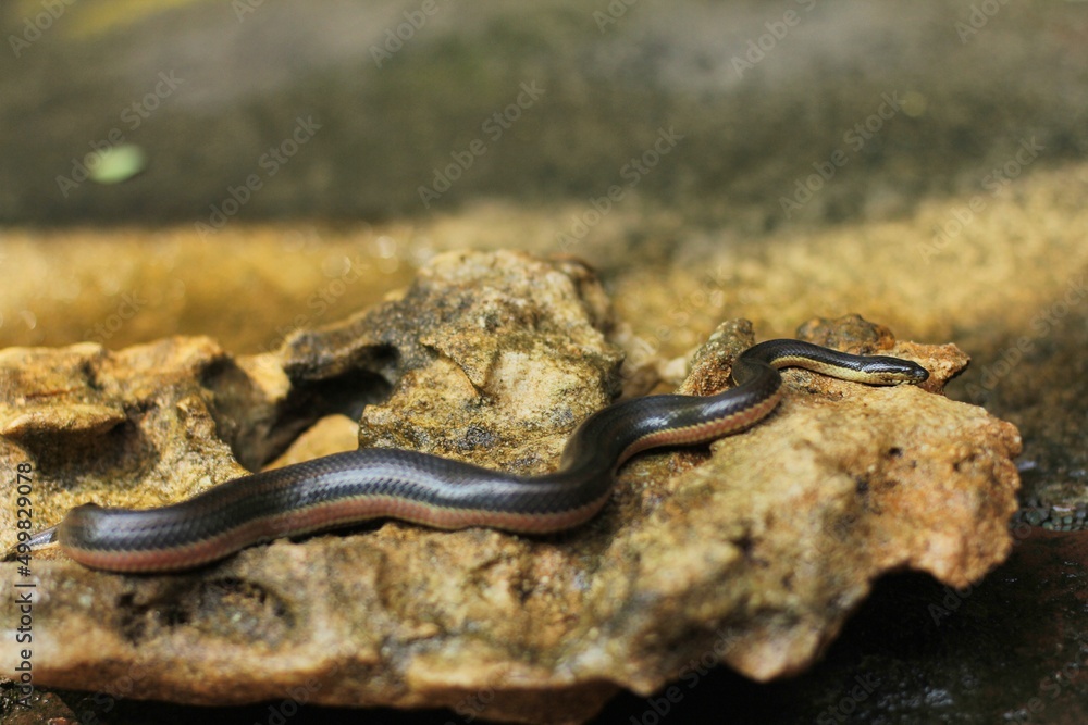 Rainbow Water Snake is a genus of slightly venomous, rear-fanged ...