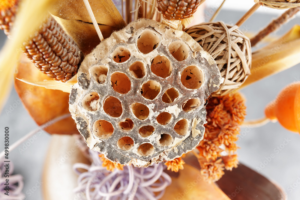 Dry lotus flower close-up, trypophobia concept Stock Photo | Adobe Stock