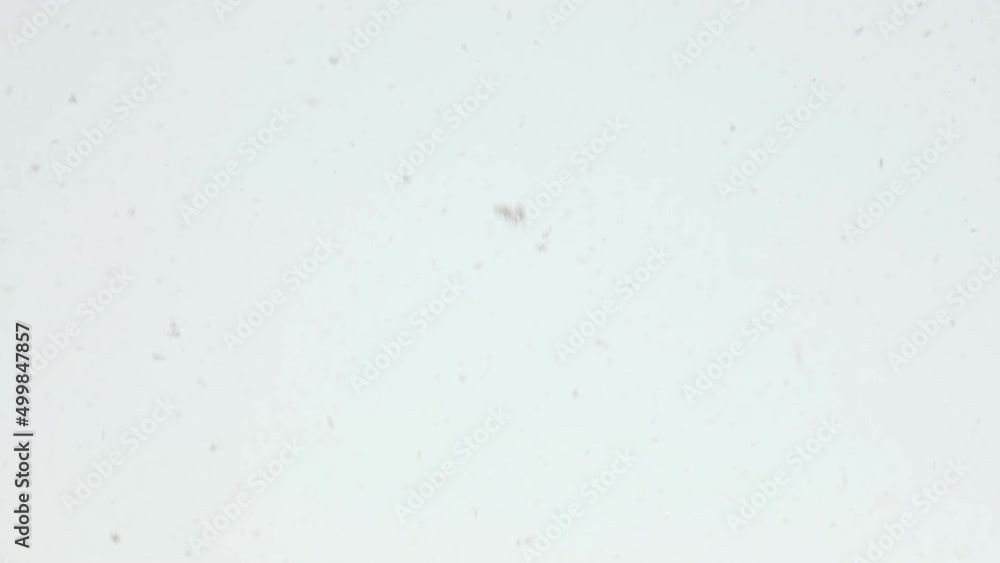 Snowflakes background. Heavy Falling snow on white sky background ...