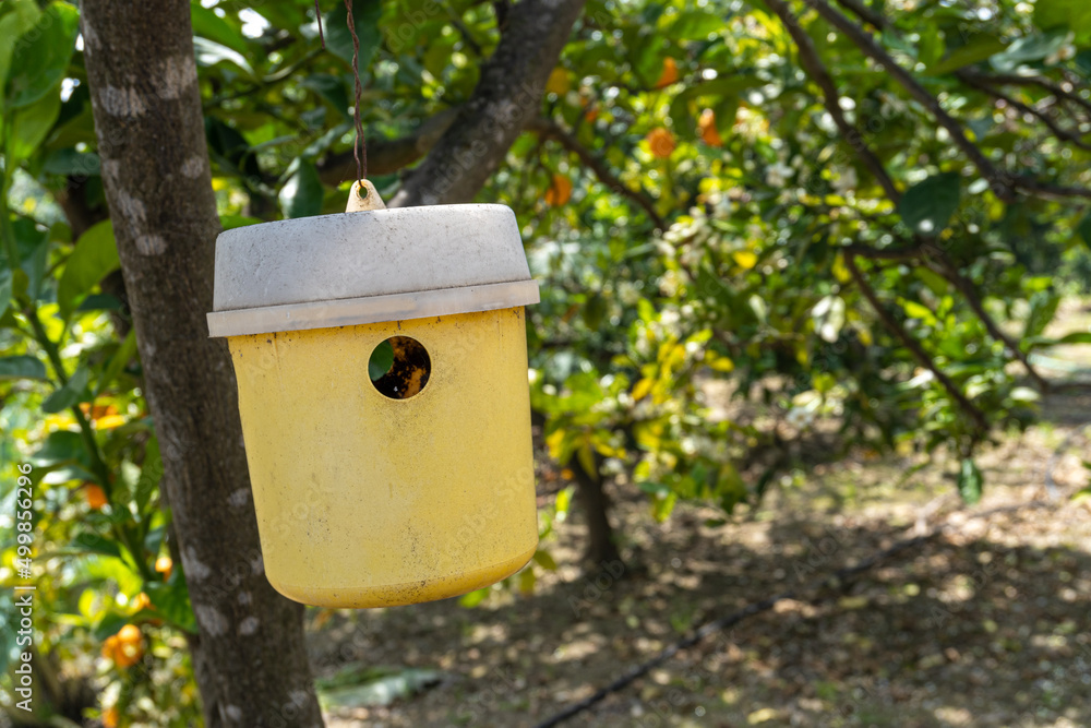 Ecological trap for flying insects, placed in an orange tree. Stock ...