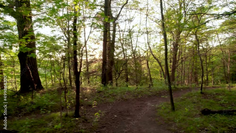 Sideways Walk through Green Summer forest valley. Sideways tracking ...