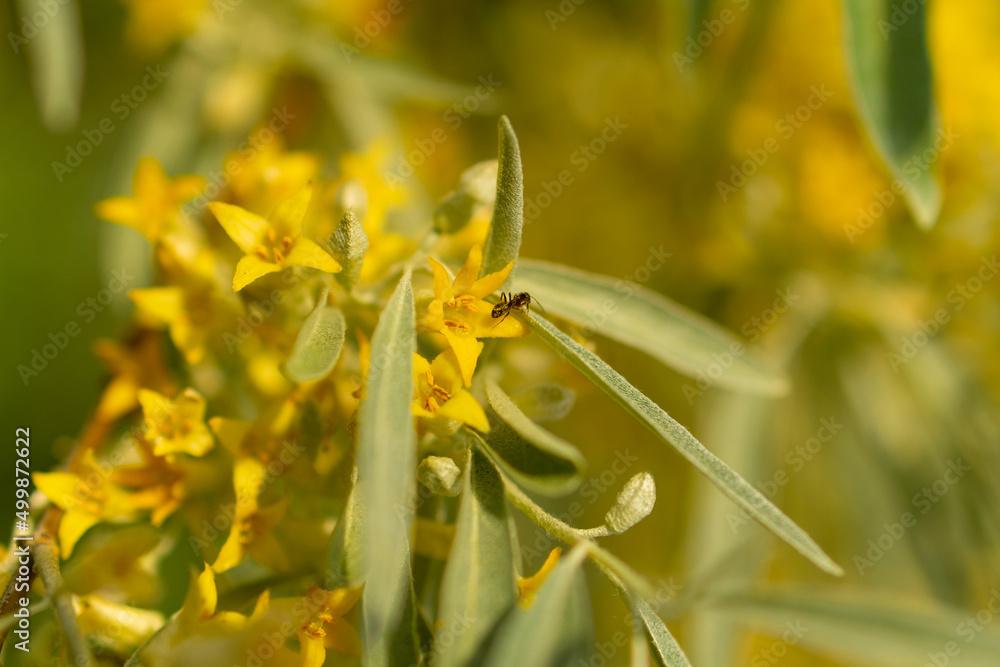 Yellow buds and flowers on the branches of the goof angustifolia Stock ...