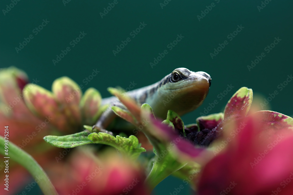 Baby Olive tree skink (dasia olivacea) on leaves, Olive tree skink ...