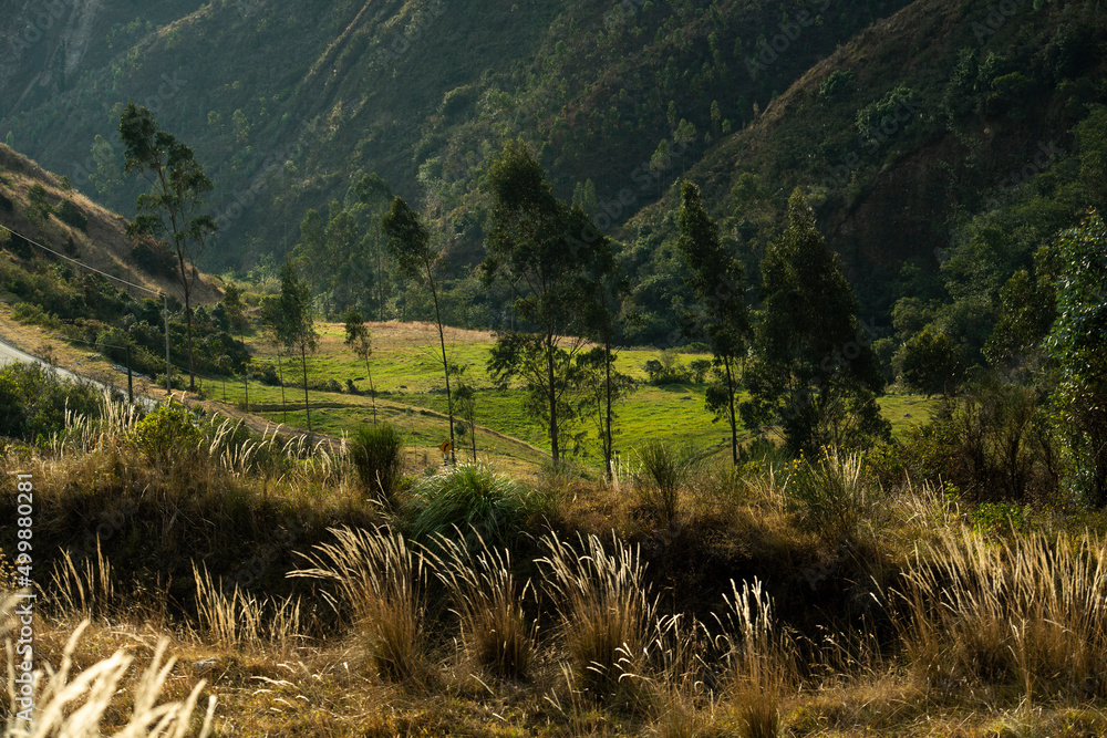 Eucalyptus landscape growing in the Andes mountains in the Cajamarca ...