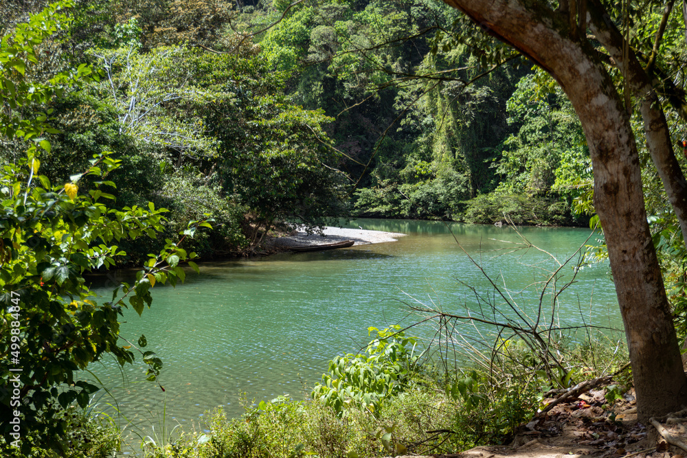 Rainforest or jungle of Panama. Banks of the Chagres River watershed ...