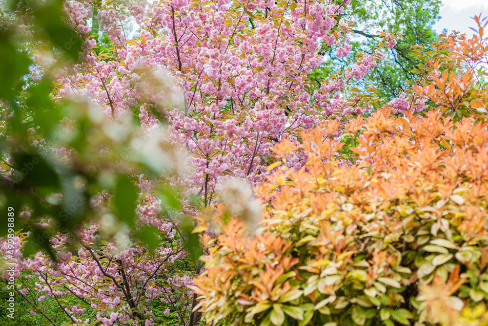 Japanese Flowering Cherry, National Flower of Japan. Japanese Cherry ...