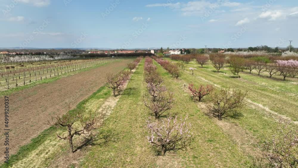 Orchard peach trees bloomed Prunus persica spring garden drone aerial ...