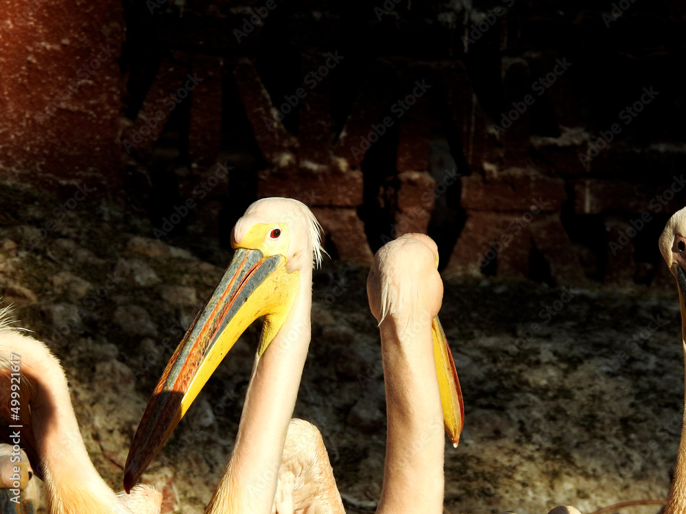 The great white pelican also known as rosy and eastern pelican in a ...