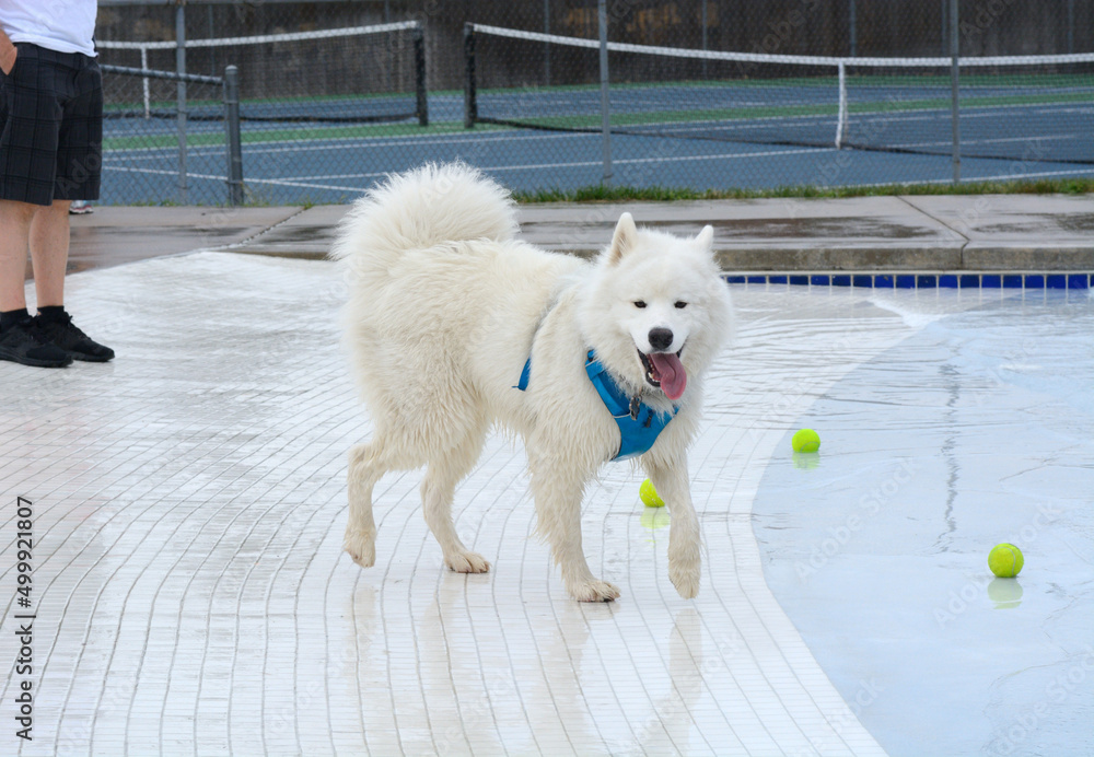 Can Samoyed Swim