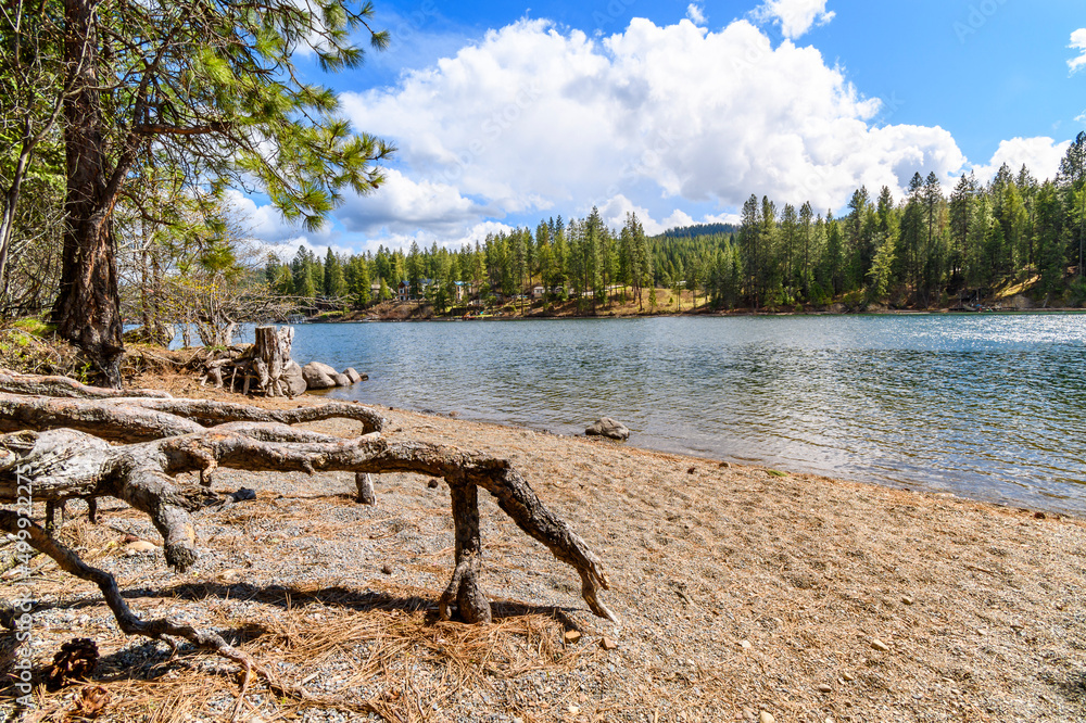 Tree branches lifted off of the the sandy beach along the Spokane River ...