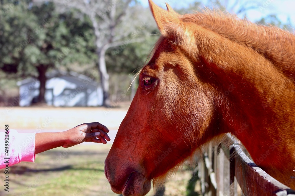 Profile of horse's head with woman's hand Stock Photo | Adobe Stock