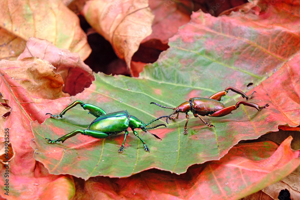 Beetle : Frog-legged beetles or leaf beetles (Sagra femorata) in ...