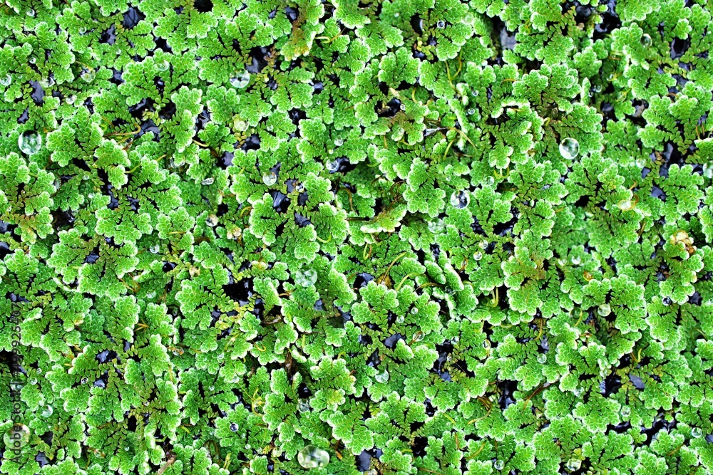 Foto de Closeup green plant Azolla filiculoides ,Pacific Mosquito Fern ...