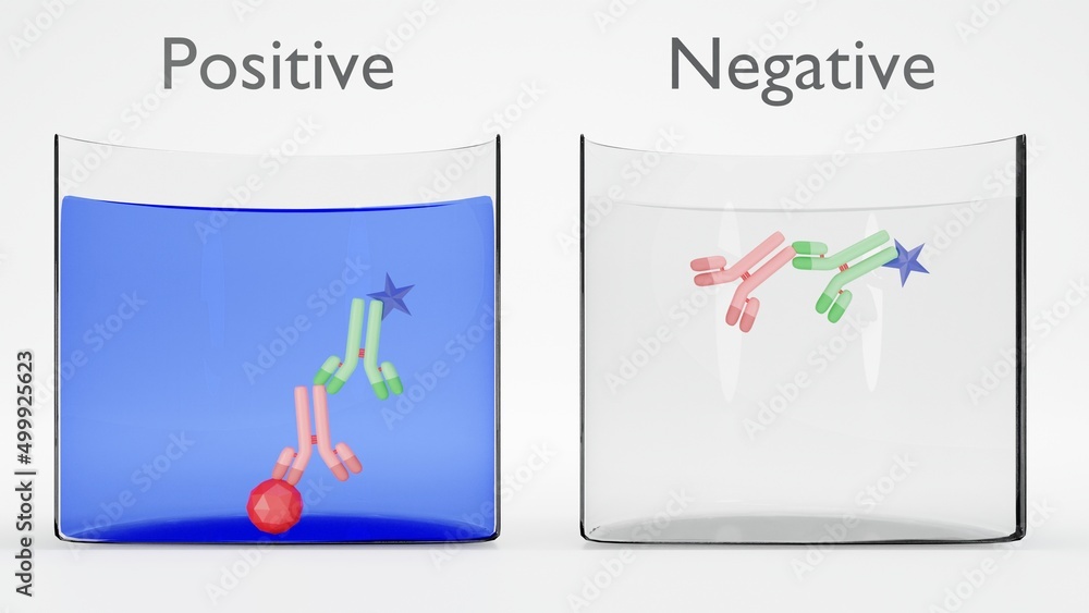 3D illustration of indirect ELISA, immunoassay. Cross section of well ...