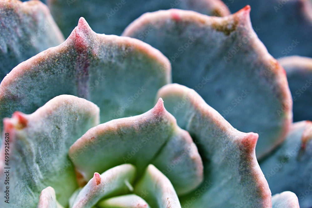 Macro succulent Cactus plant ,Echeveria elegans ,Rose Cabbage ,thick ...